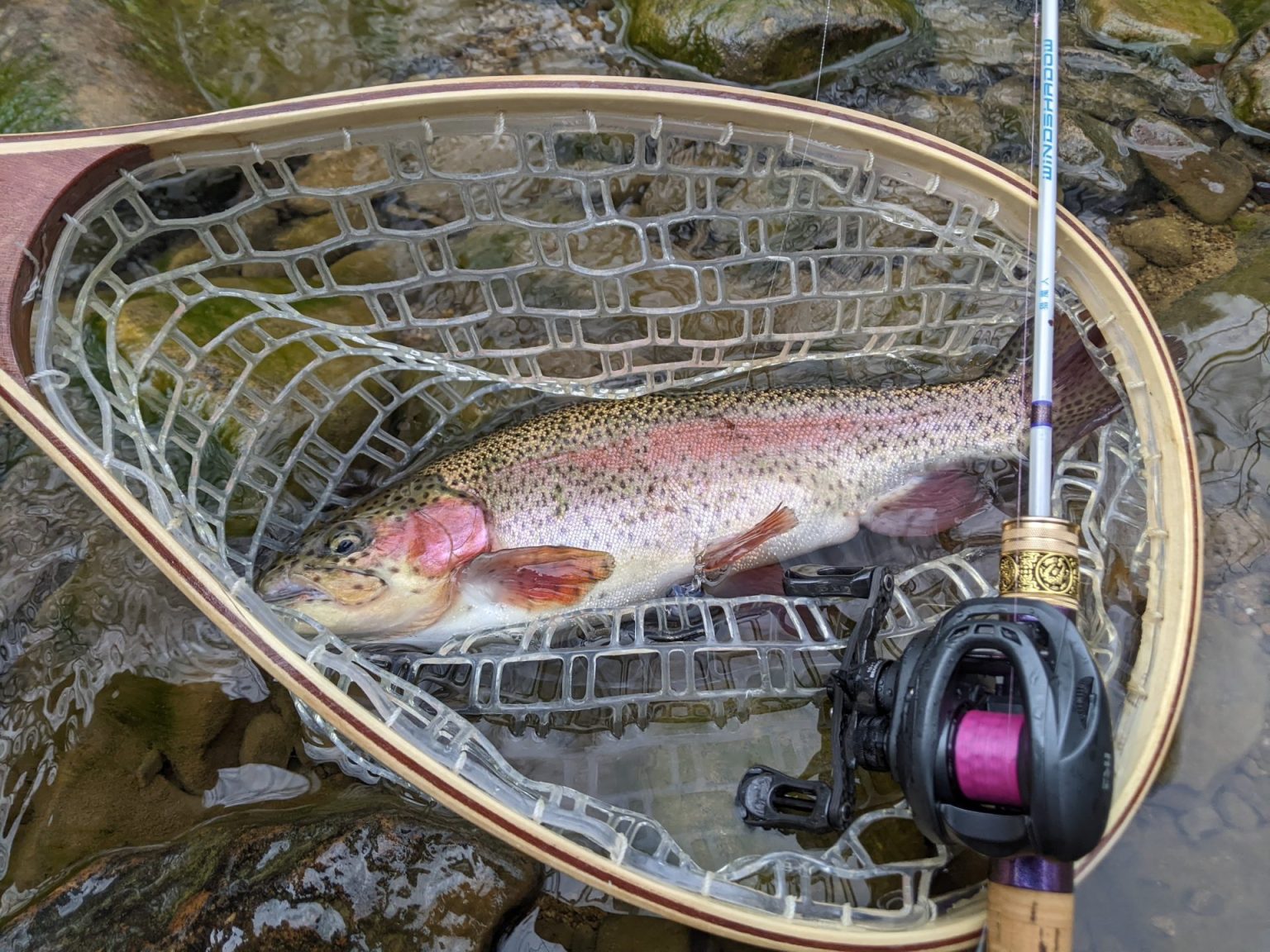 Should a BEGINNER buy The Tsurinoya Dark Wolf Ultra KF50S? A BFS Reel ...